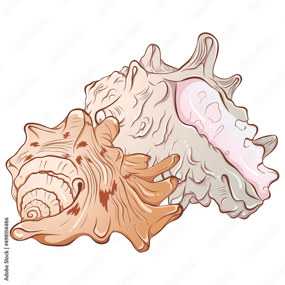 Composition of two sea shells. Vector hand drawn color cartoon ...