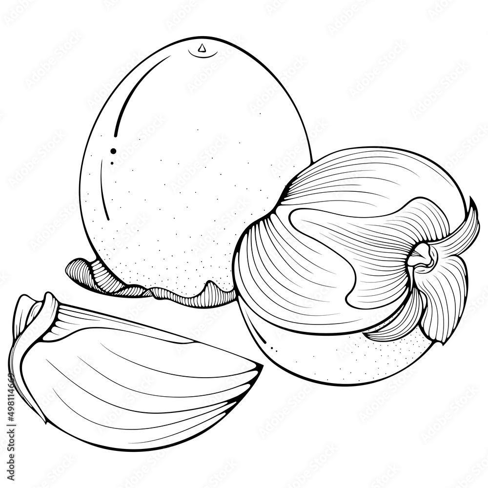 Still life of whole and sliced persimmons. Vector illustrations in hand ...