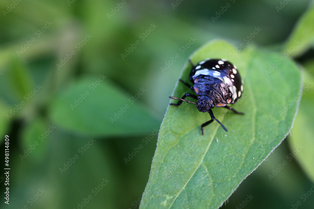 Third instar larva of Nezara viridula - Southern green stink bug ...