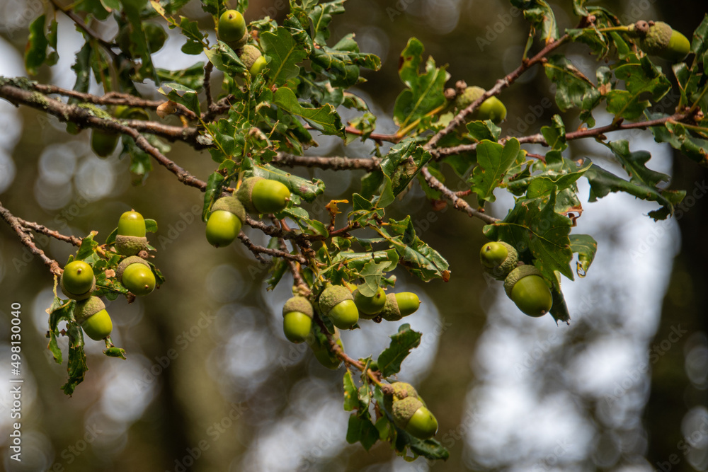 Acorn nuts hanging from an oak tree with lots of green leaves. The tree ...
