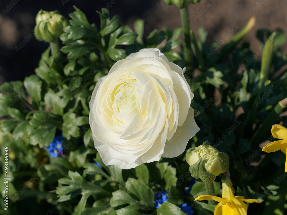 (Ranunculus asiaticus) Renoncule des fleuristes Géante d'Anjou' à fleur ...