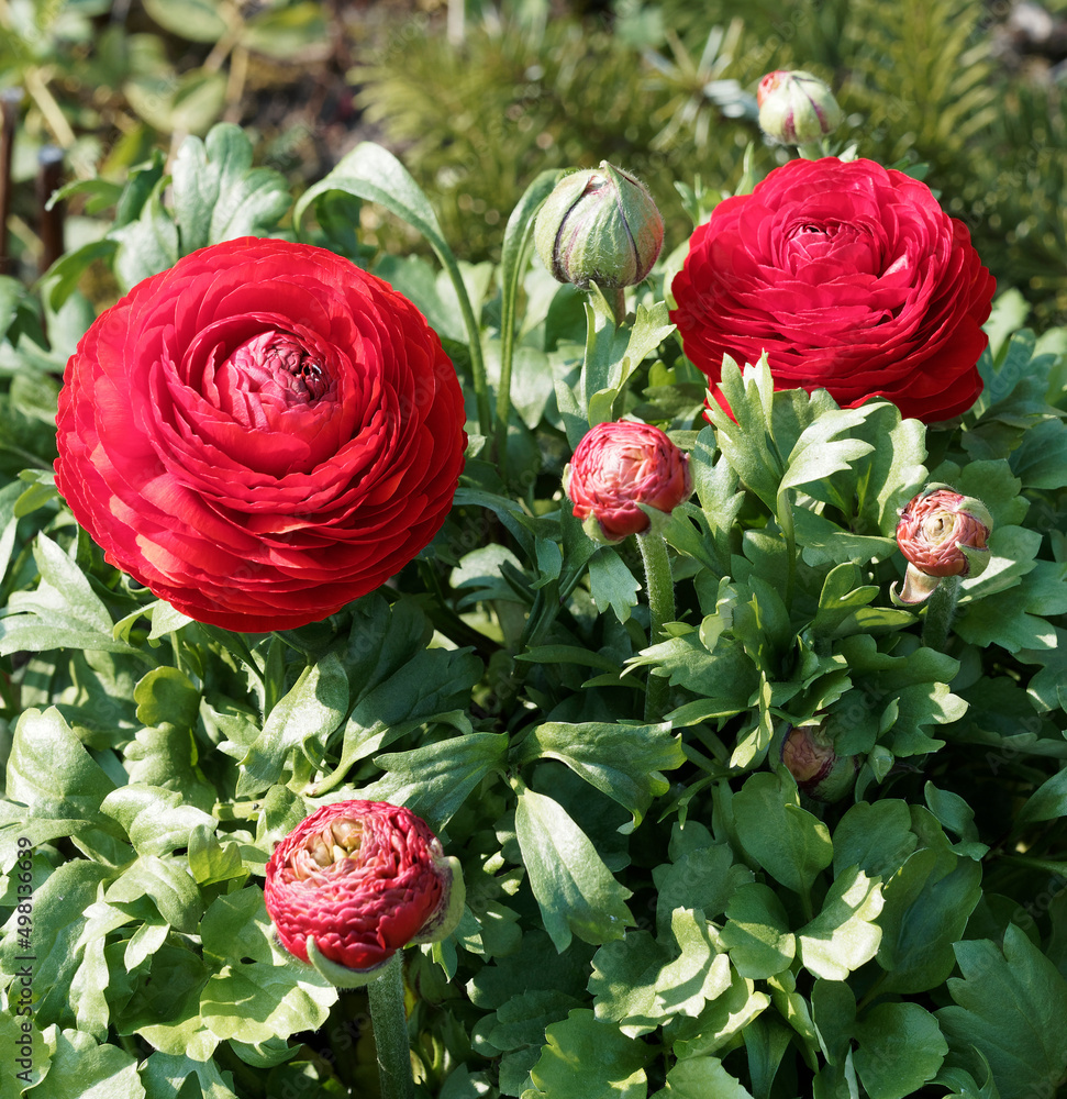 Ranunculus asiaticus | Renoncules des fleuristes 'Géante d'Anjou' à ...