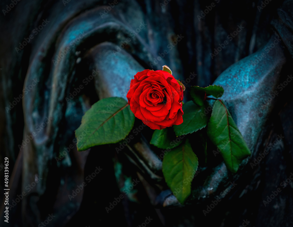 Poster Rose in human hands as a symbol of fragile love and tenderness ...