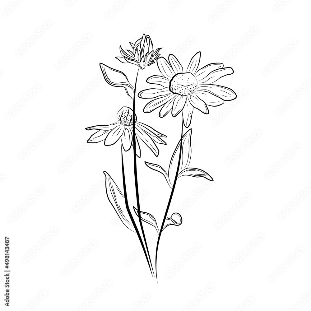 Vector hand drawn echinacea illustration. Vintage botanical drawing ...