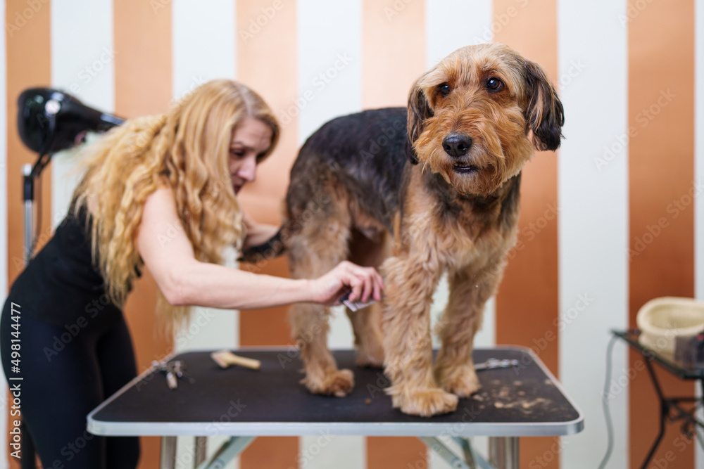 Airedale Terrier Grooming