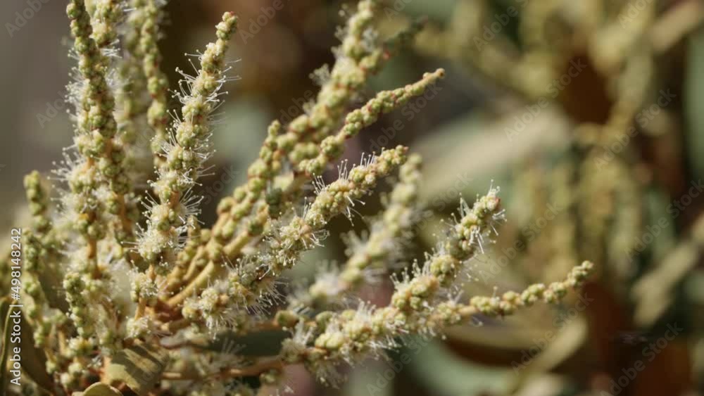 Green flowering staminate racemose catkin inflorescences of Chrysolepis ...