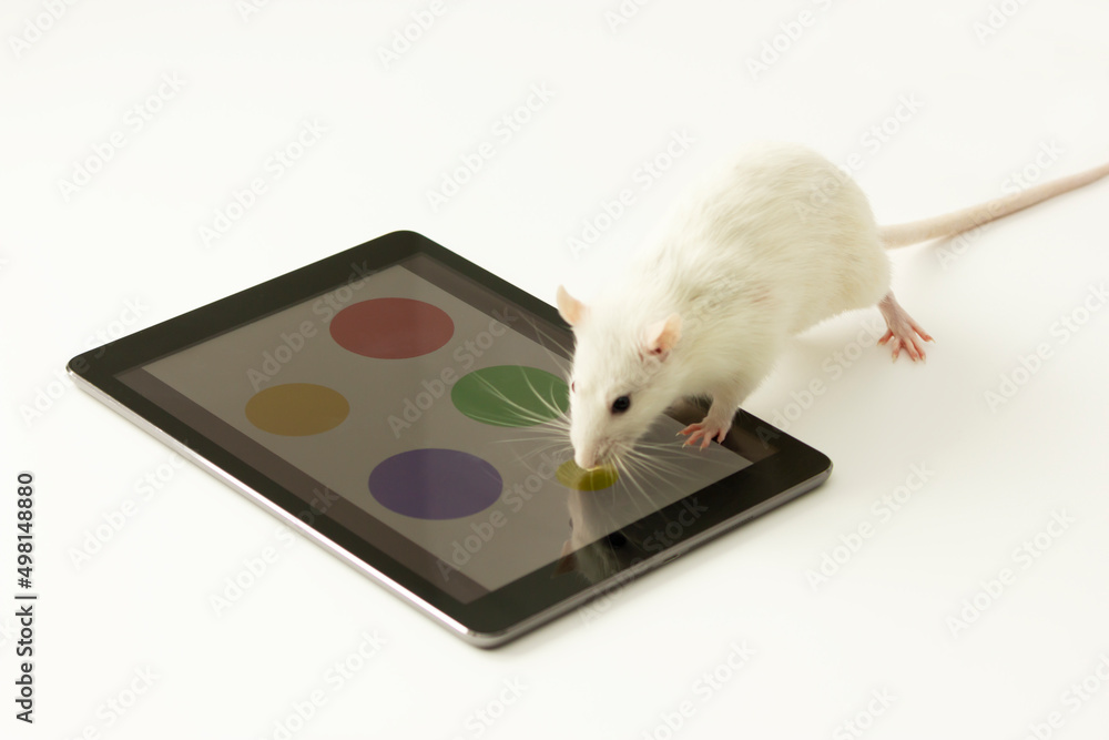 Smart, intelligent animal with small brain: white lab rat does ...