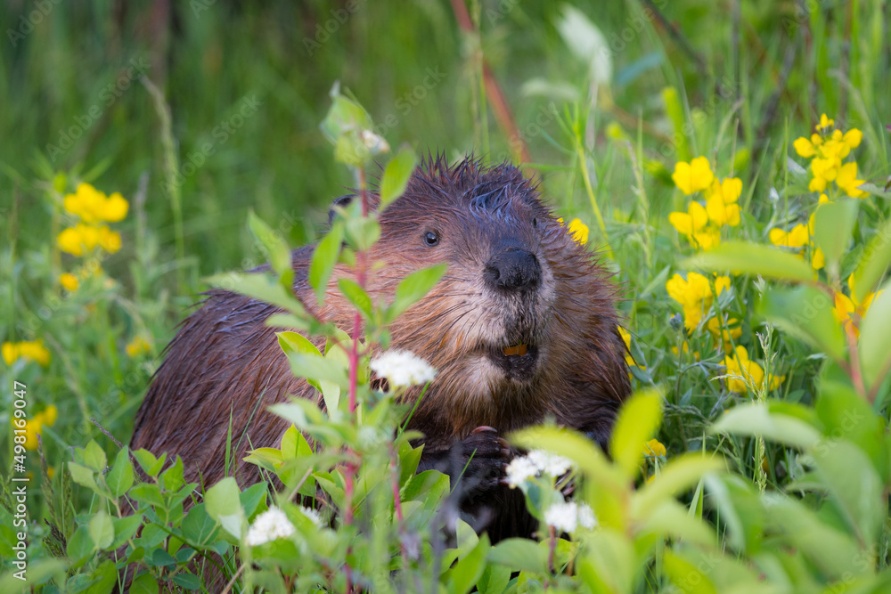 Foto de North American Beaver (Castor canadensis) close up wildlife ...