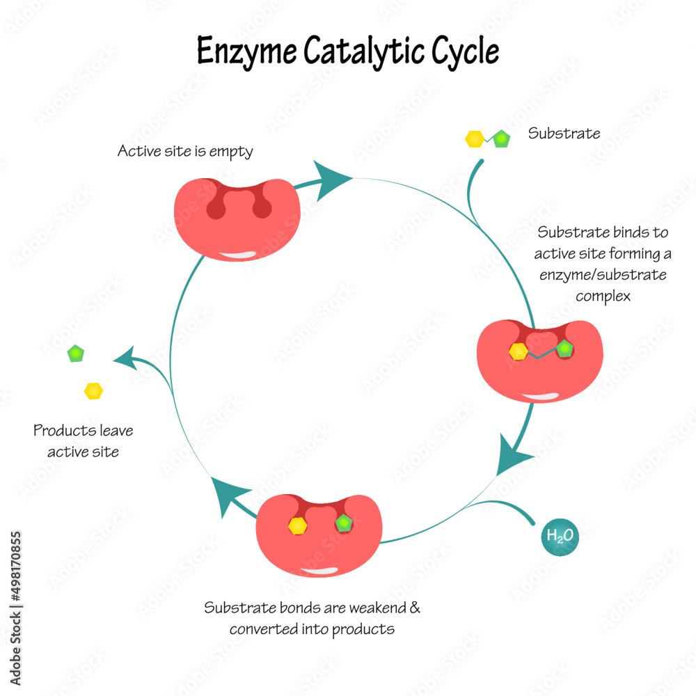 Enzyme Catalytic Cycle Diagram Stock Vector | Adobe Stock