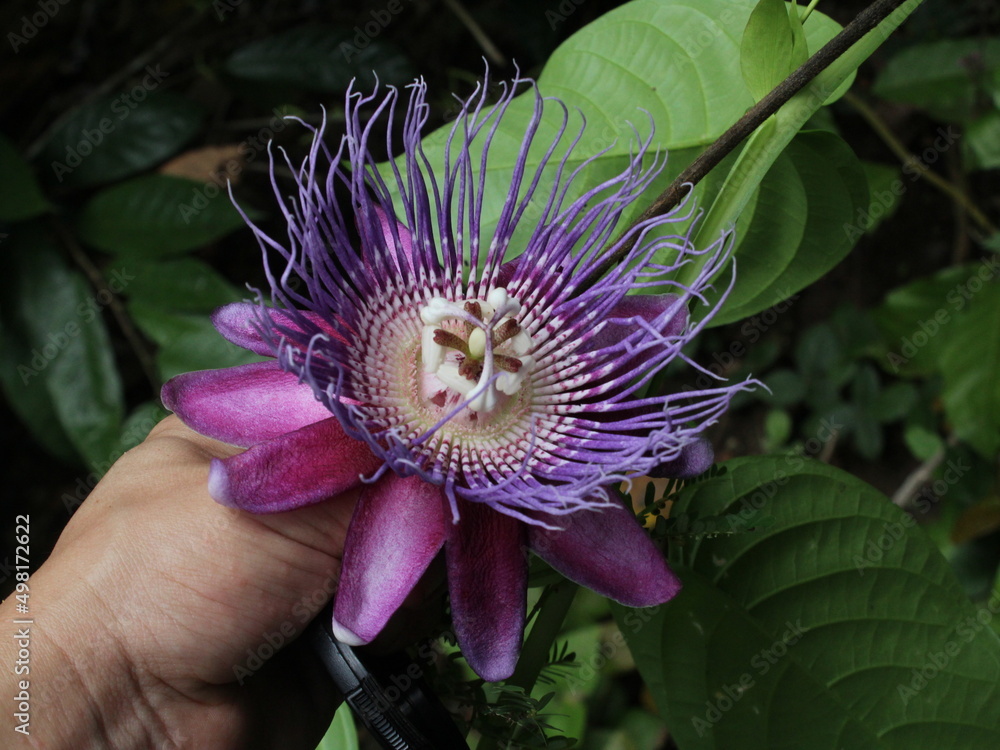 Foto de Flowers of giant granadilla (Passiflora quadrangularis) from ...