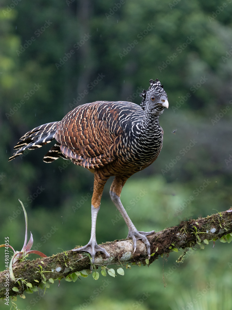 The great curassow (Crax rubra) is a large, pheasant-like bird from the ...