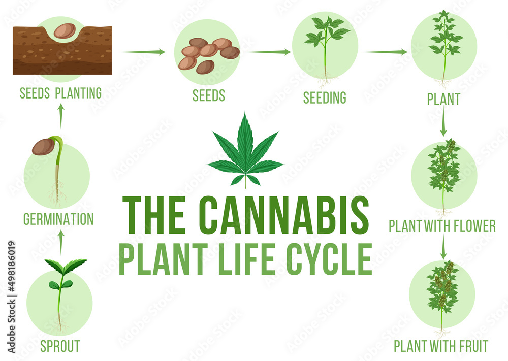 Diagram of cannabis plant life cycle Stock Vector | Adobe Stock