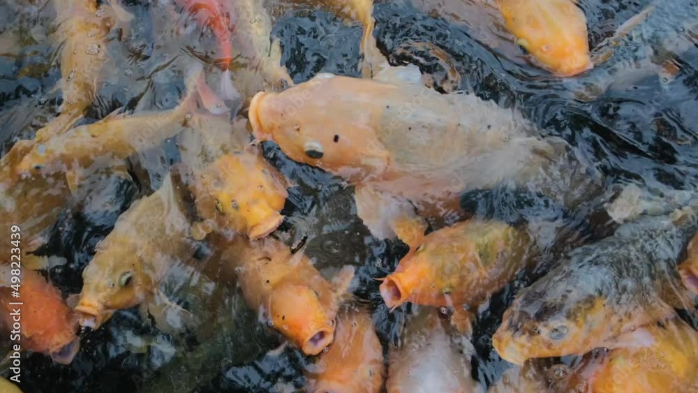 Many beautiful fish with convex eyes of different colors and sizes swim ...