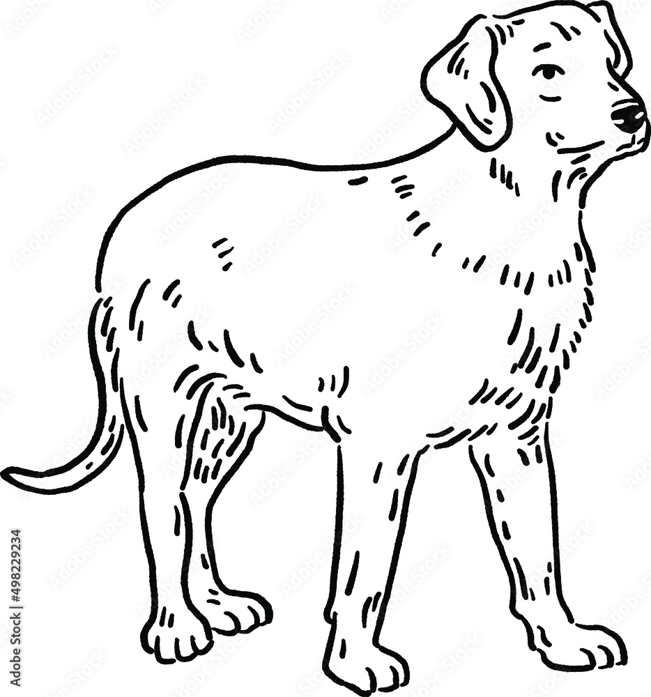 Dog animal symbol Zodiac year Hand drawn Line art Illustration Stock ...
