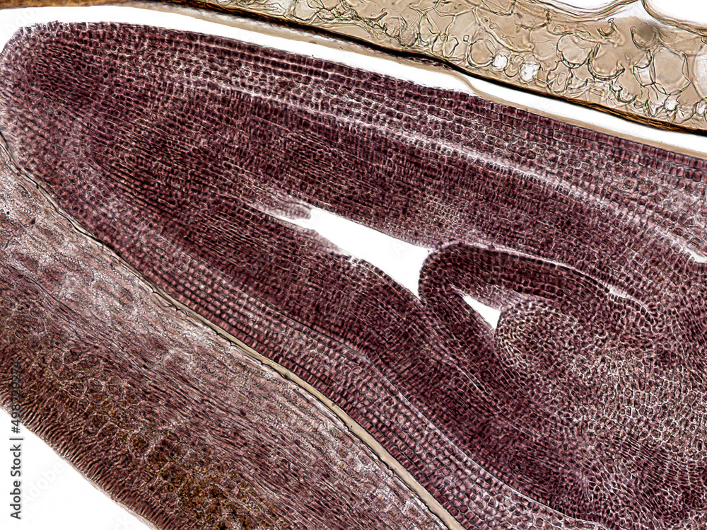 Cross section corn grain (Zea mays). Microscope photo. Stock Photo ...