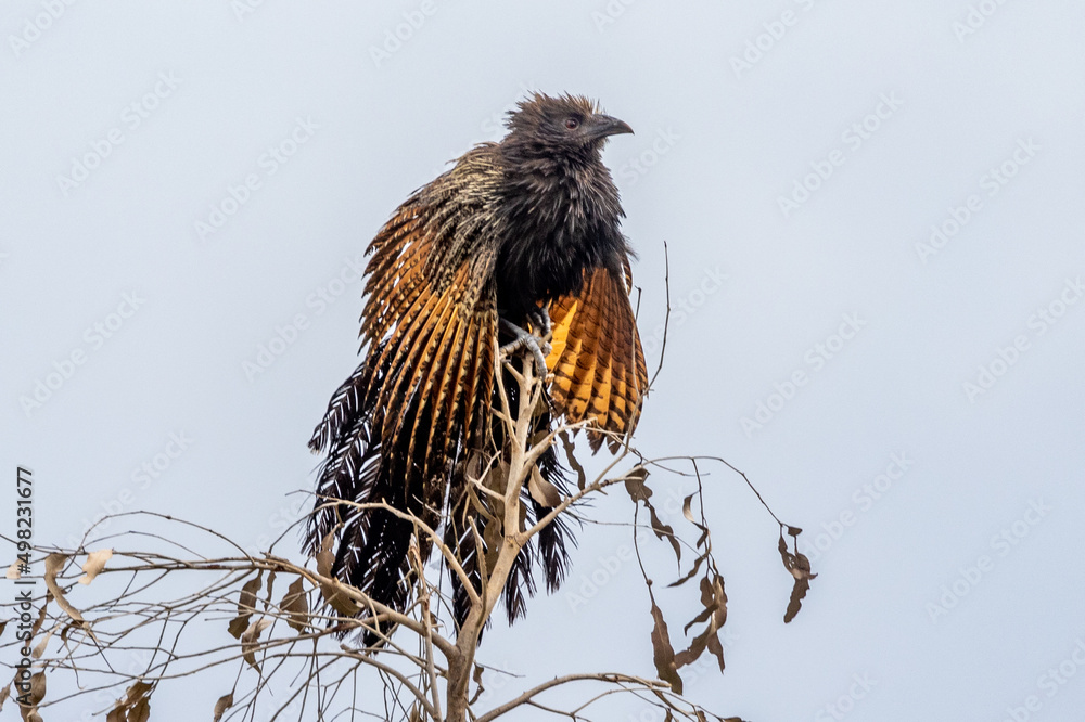 Pheasant Coucal in Queensland Australia Stock Photo | Adobe Stock