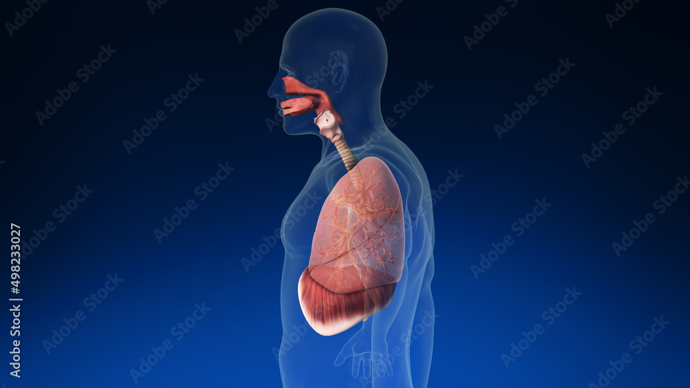 Medical 3d human lung inside human body with its parts visible ...