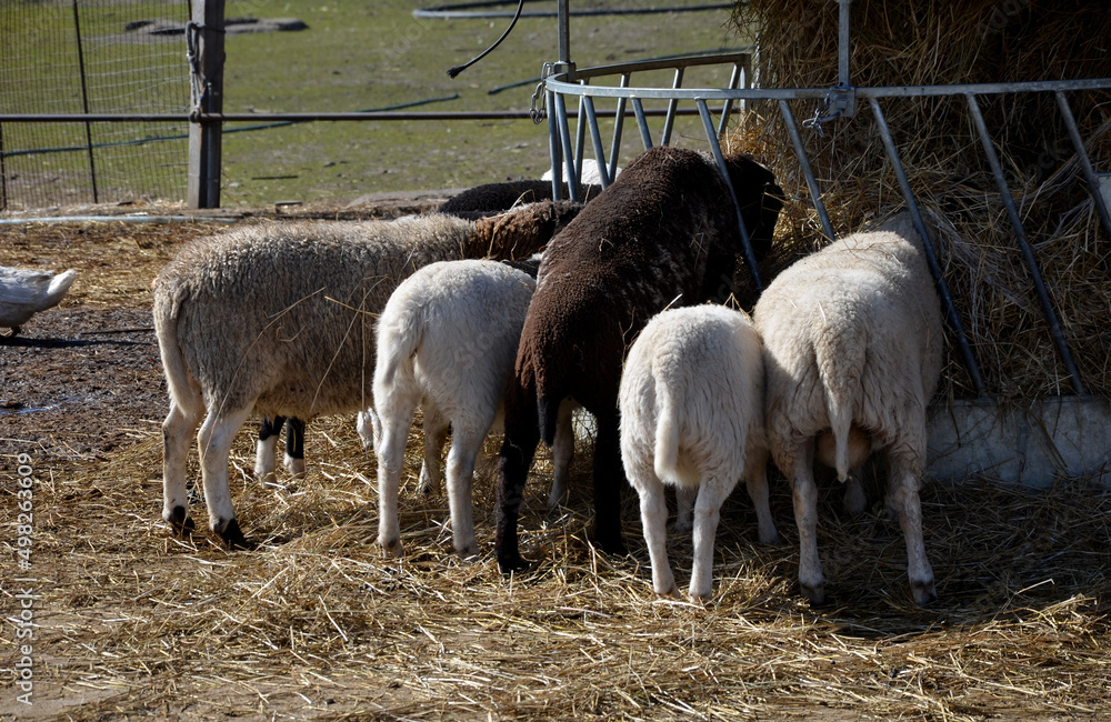feeding sheep hay from a cylinder-shaped bale. The hay is placed in a ...