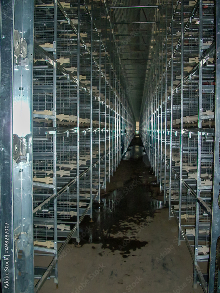 Rows of empty cages from inside an industrial chicken egg layer ...
