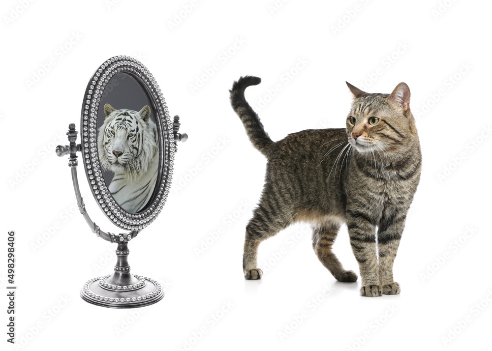 Reflection In Mirror Cat