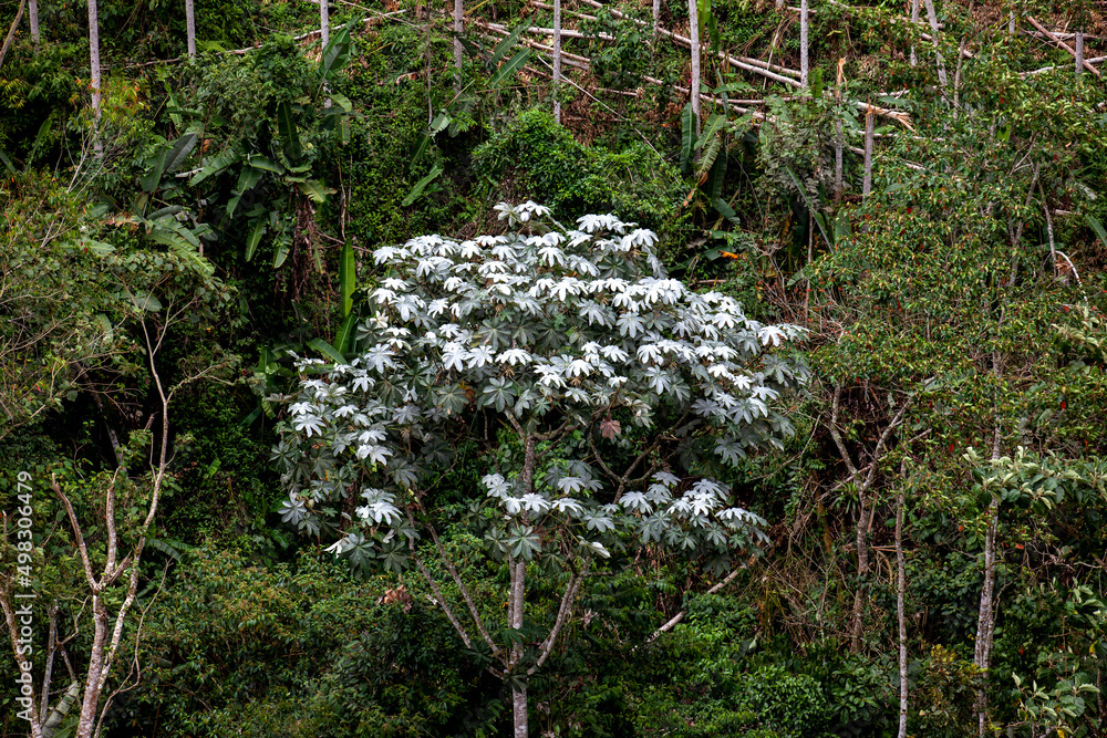 Cecropia peltata a representative tree of the cloudy forest in central ...