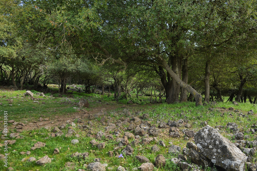 View of the Big Jupta the Golan Heights, pit crater in Odem Forest ...