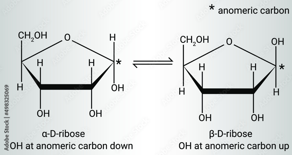 Structure of α-D-ribose and β-D-ribose vector de Stock | Adobe Stock