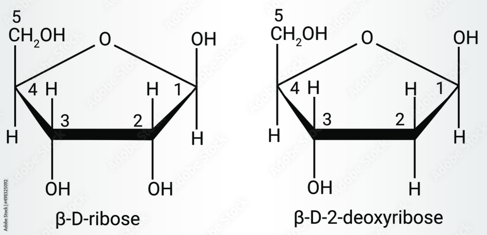 Structure of β-D-ribose and β-D-2-deoxyribose Stock Vector | Adobe Stock