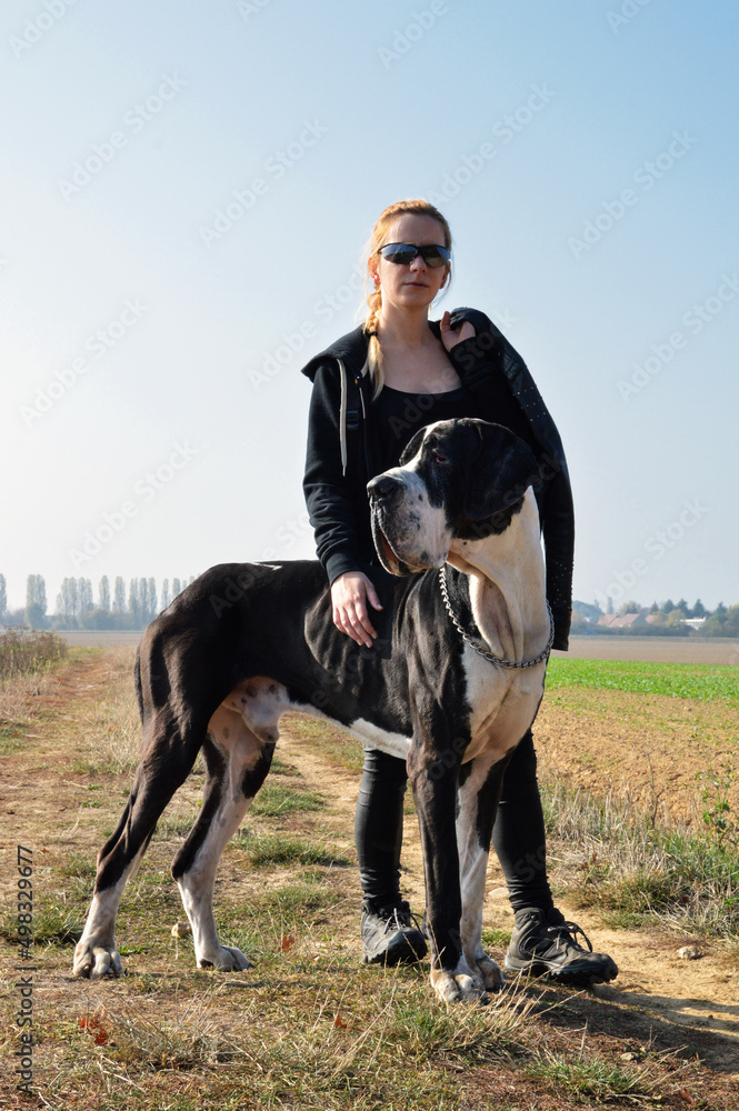 Blonde woman with an impressive large dog, of great dane breed in the ...
