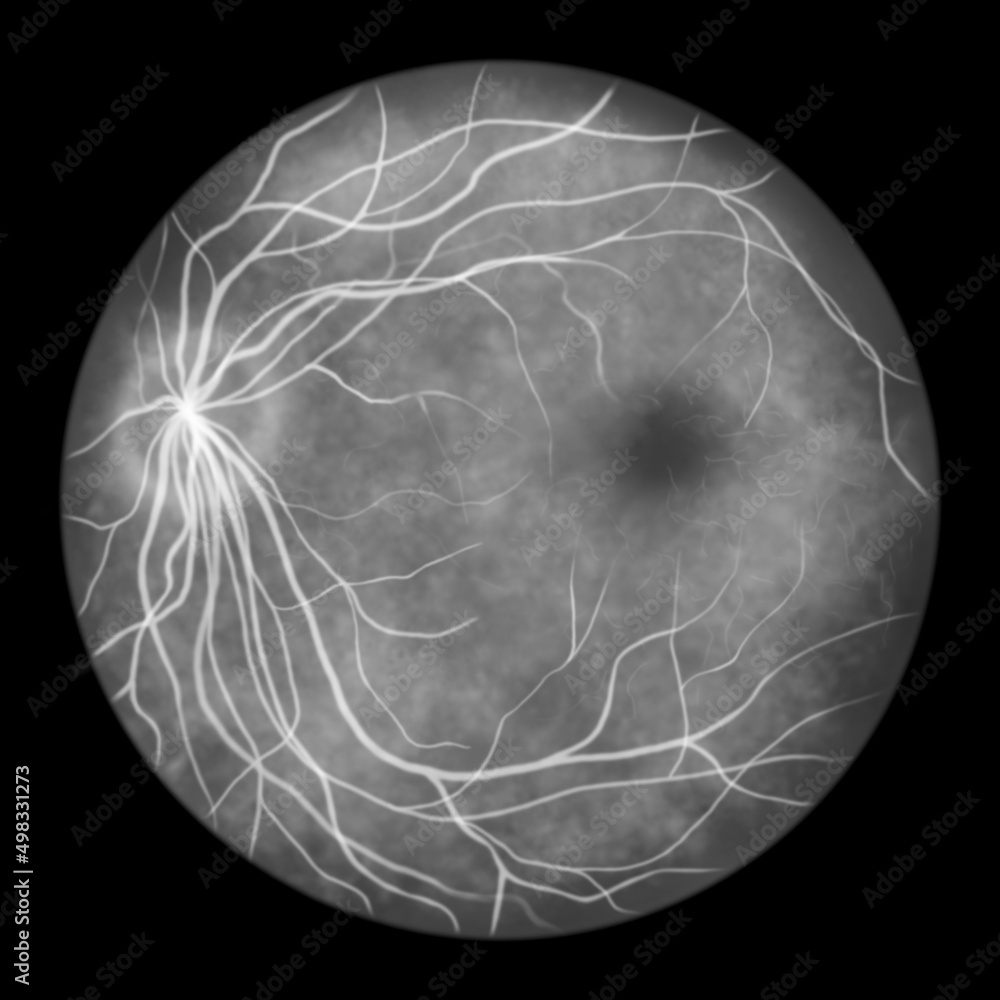 Normal eye retina, scientific illustration Stock Illustration | Adobe Stock