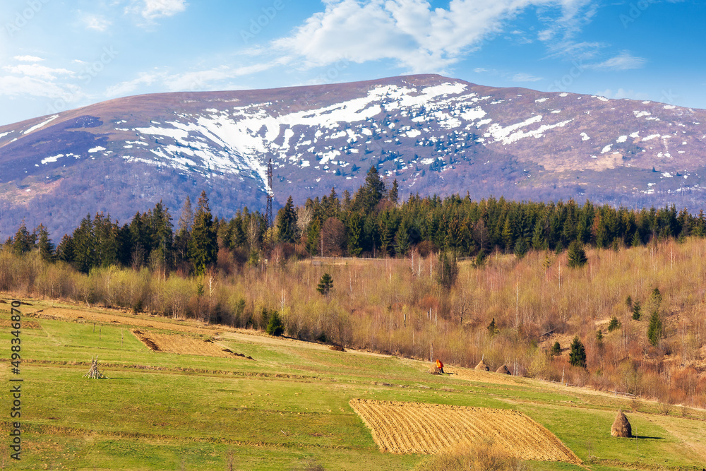 carpathian countryside landscape in early spring. rural fields with ...