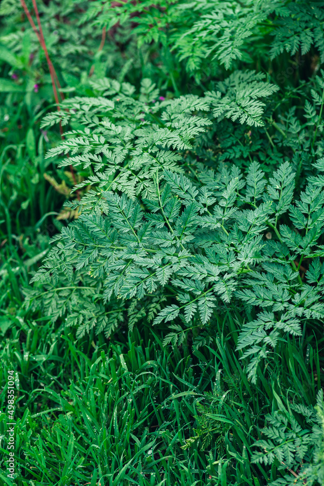 Fotka „Cicuta virosa leaf, One of the most poisonous plants. the ...