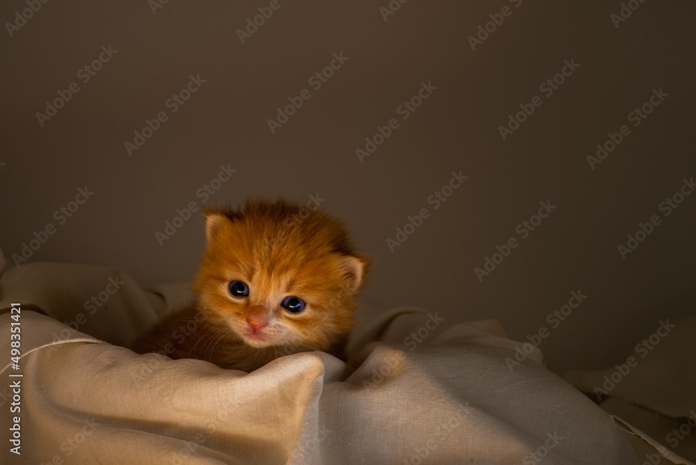 Little red kitten. Portrait cute red ginger kitten with big eyes lying ...