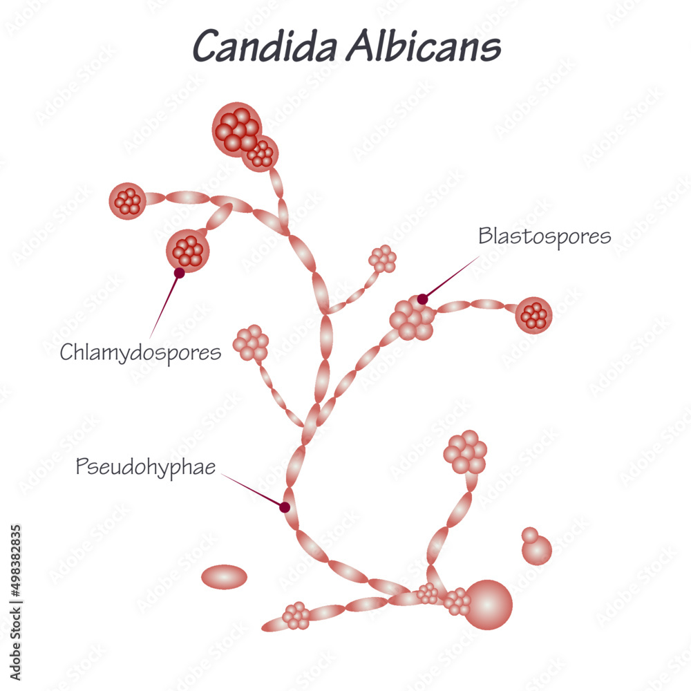 Diagram of Candida Albicans Yeast Stock Vector | Adobe Stock