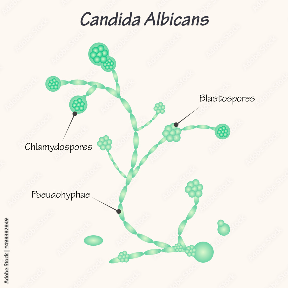 Diagram of Candida Albicans Yeast Stock Vector | Adobe Stock