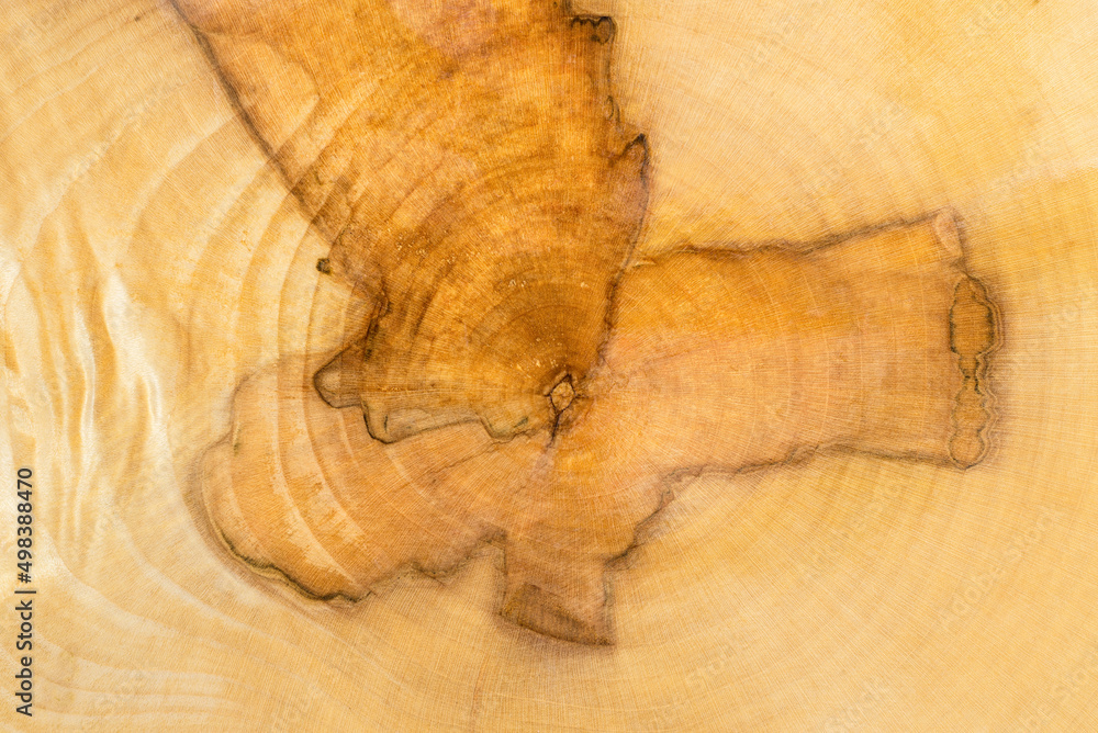 Macro shot of Platanus tree trunk cross-section with a detailed view of ...