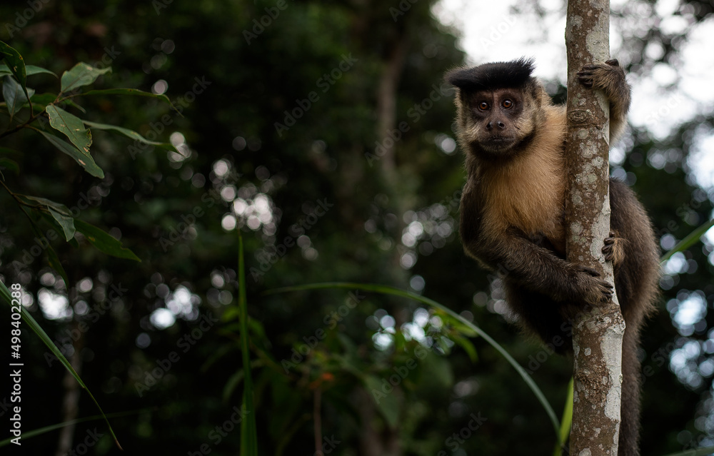 Tufted capuchin monkey (Sapajus apella), aka macaco-prego in Brazil ...
