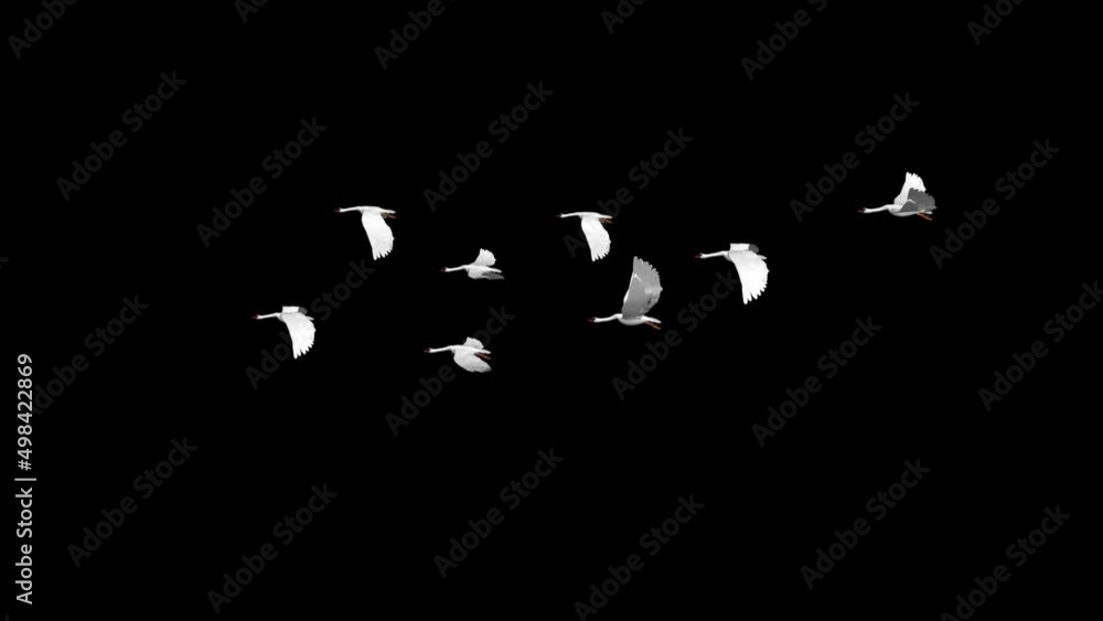 Beautiful A flock of wild geese flying in sky. cranes flying right to ...