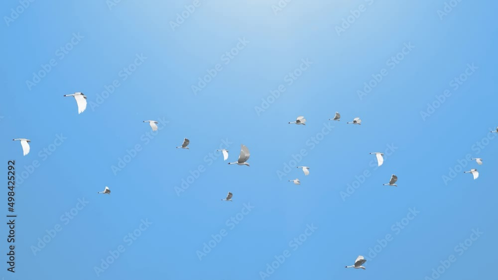 Abstract Flock Birds flying on crane in flight outdoor and sky spring ...