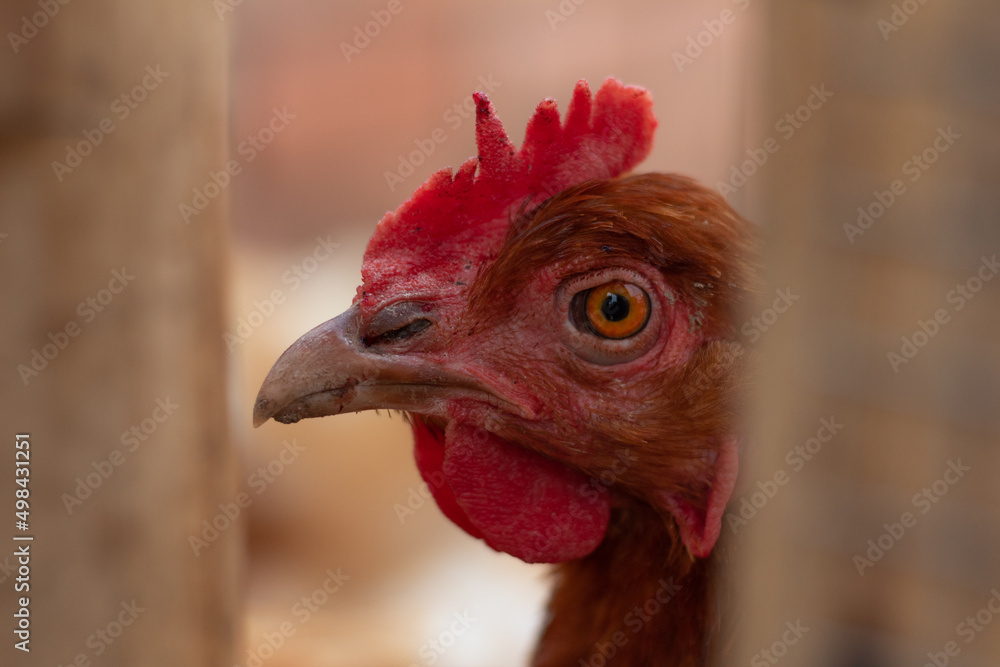 Foto de mirada intensa de gallo de perfil color caramelo en un corral ...