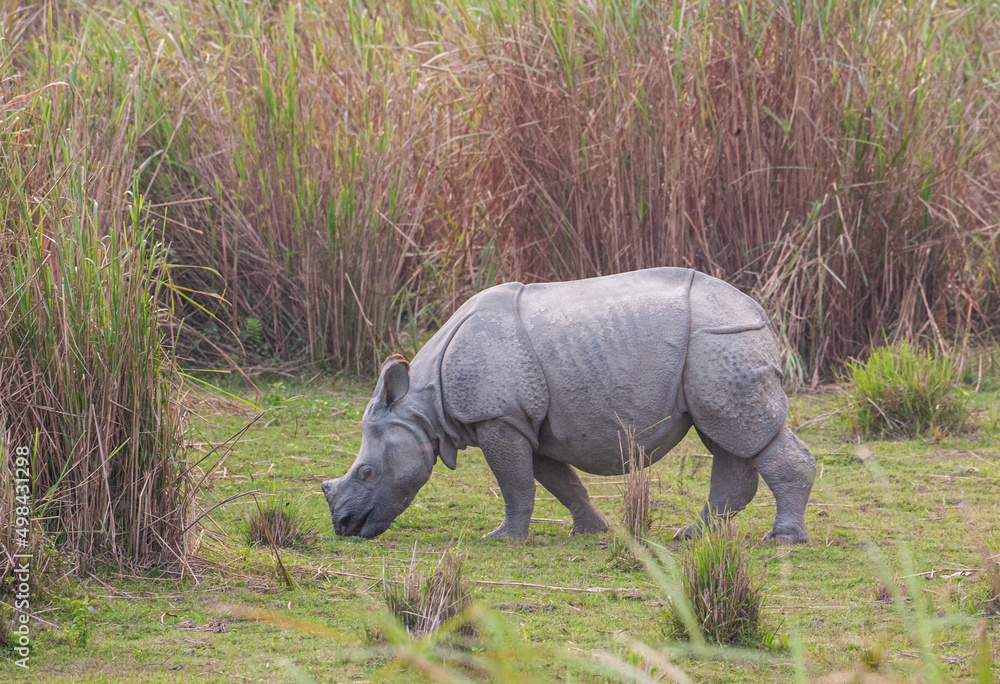Greater one-horned Rhino in the elephant grass in Kaziranga, India ...