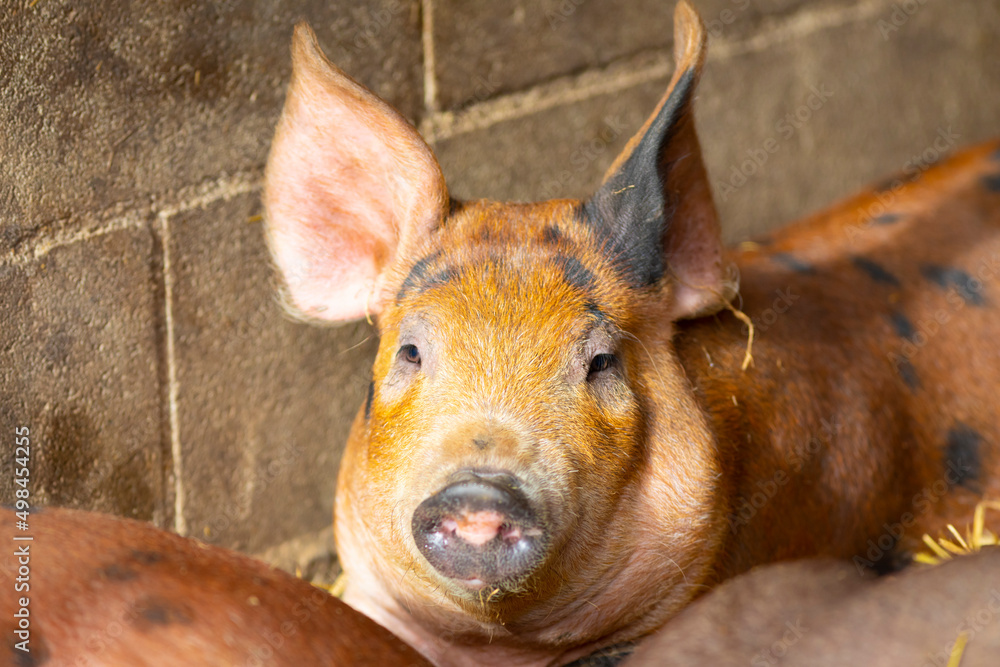 Cerdito De Granja