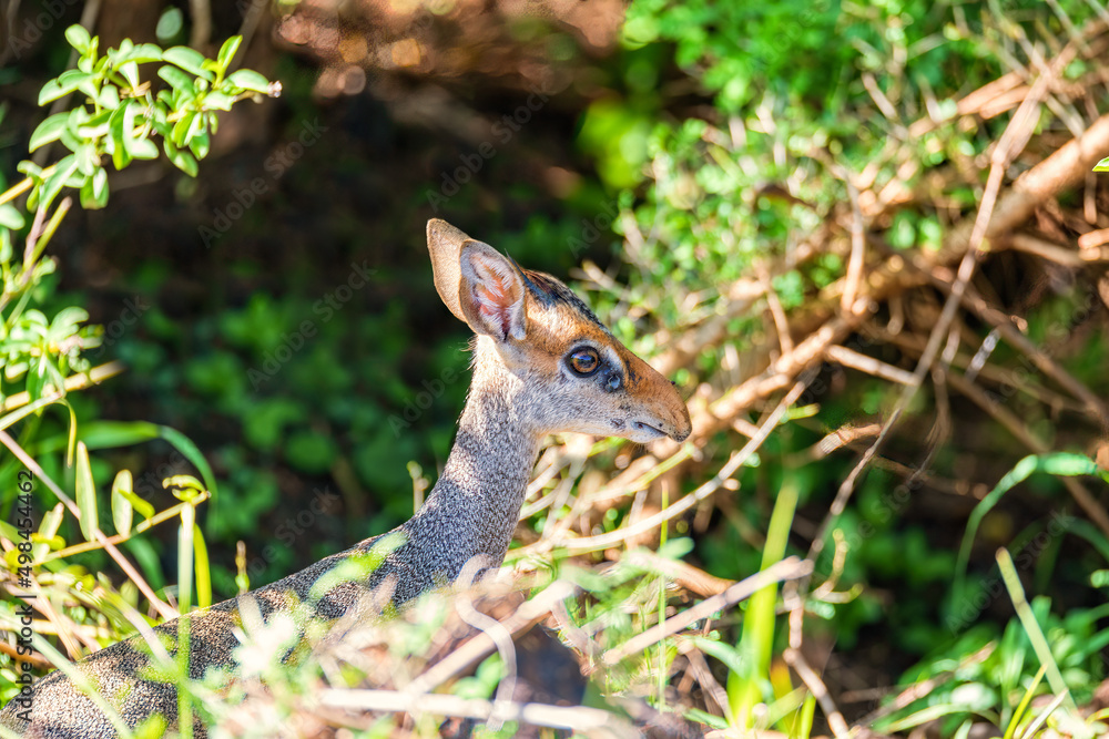 Dik-Dik, smallest and cuttest antelope species of small antelope in the ...