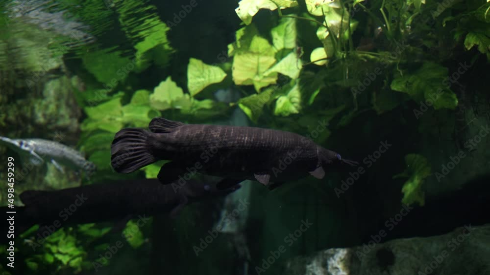 Alligator Gar swimming and exploring underwater, beautiful fish of ...