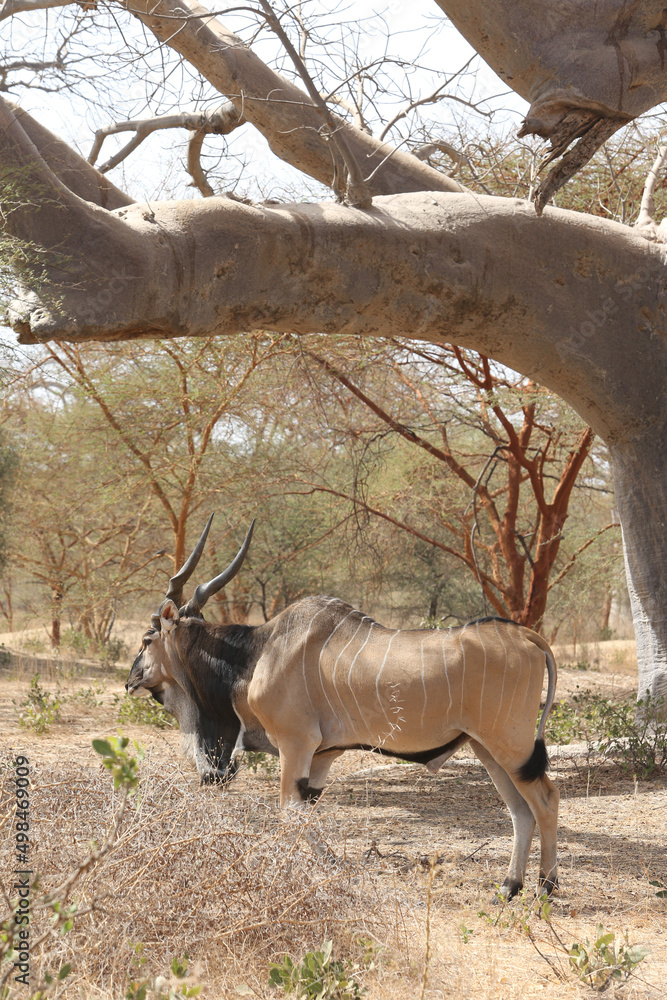 Giant eland (Taurotragus derbianus), also known as Lord Derby eland ...