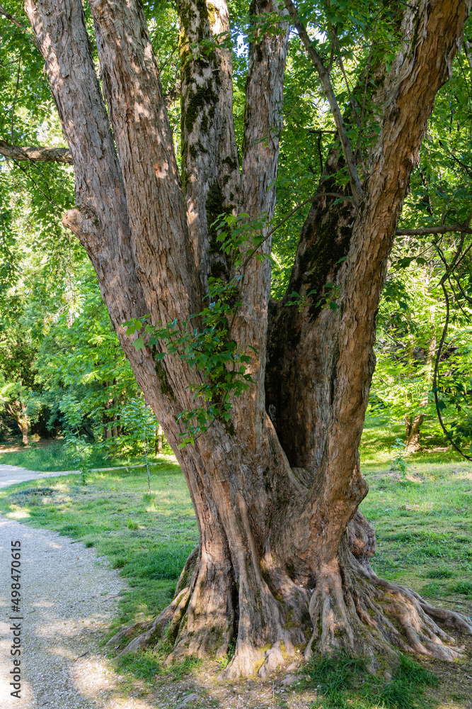 Large multi-stemmed camphor tree (Cinnamomum camphora), common camphor ...