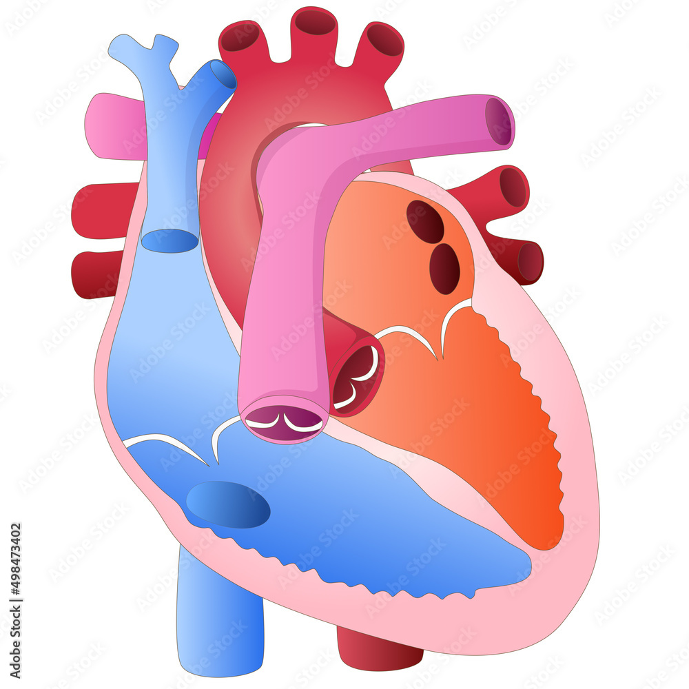 Human heart diagram for biology Stock Illustration | Adobe Stock
