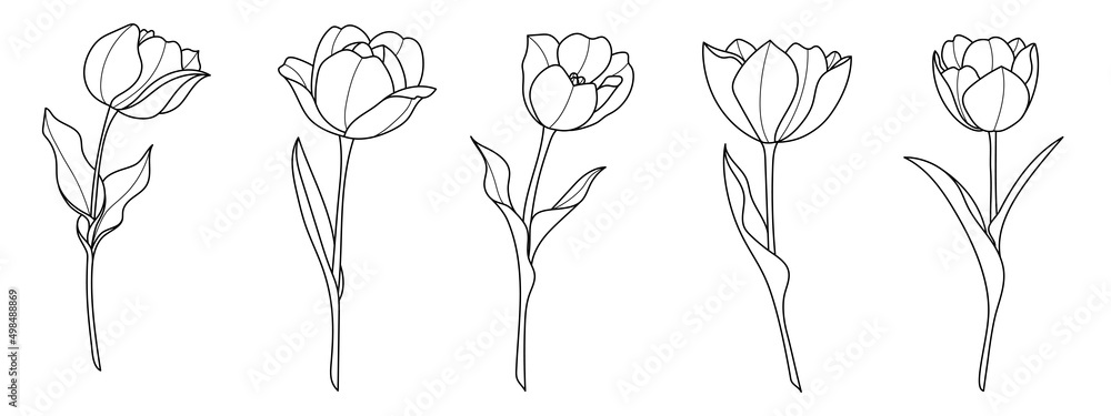 Line art tulip flower illustration vector on white background Stock ...