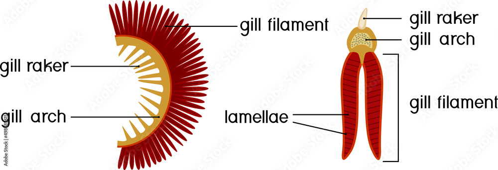 Structure of Fish gills isolated on white. Educational material with ...