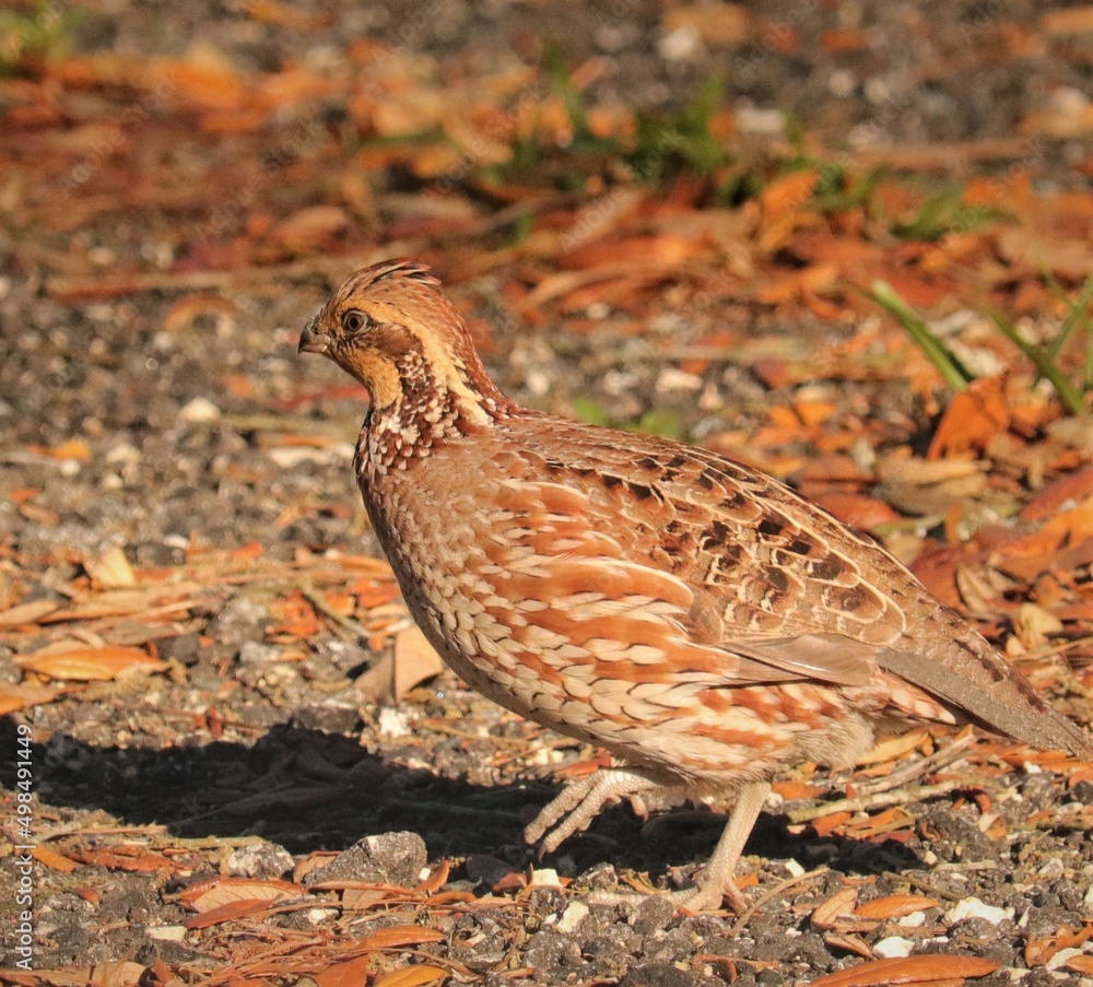 Queen female bobwhite quail Stock Photo | Adobe Stock